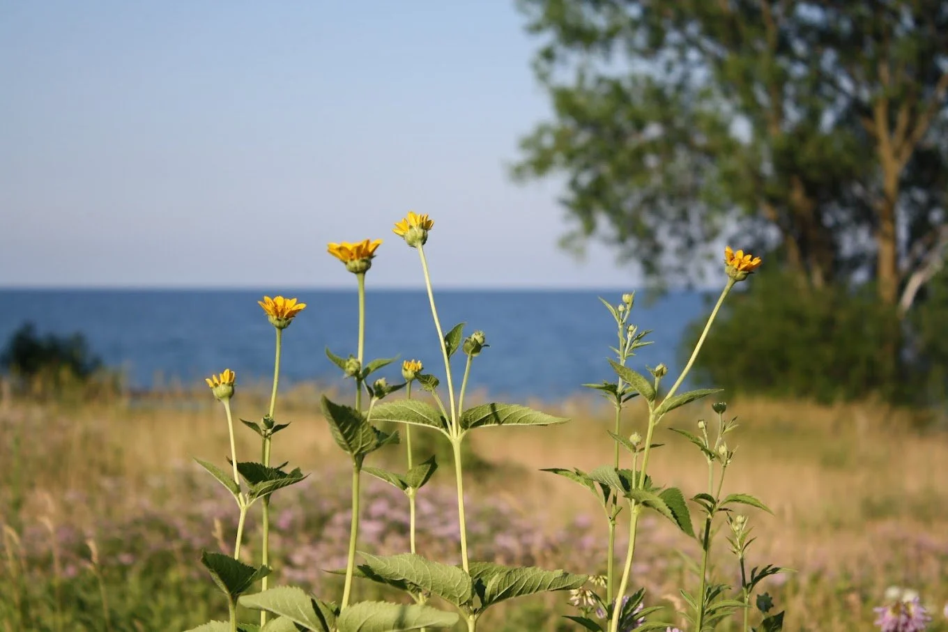 Events — Milwaukee Zen Center