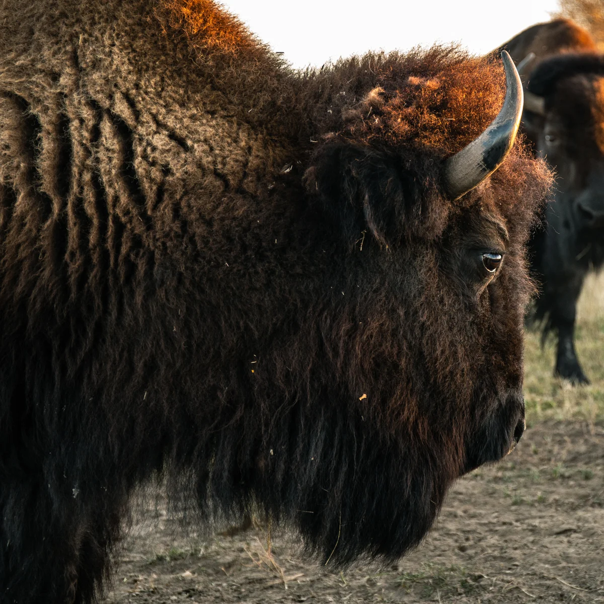 A different kind of beast — philippePhotography