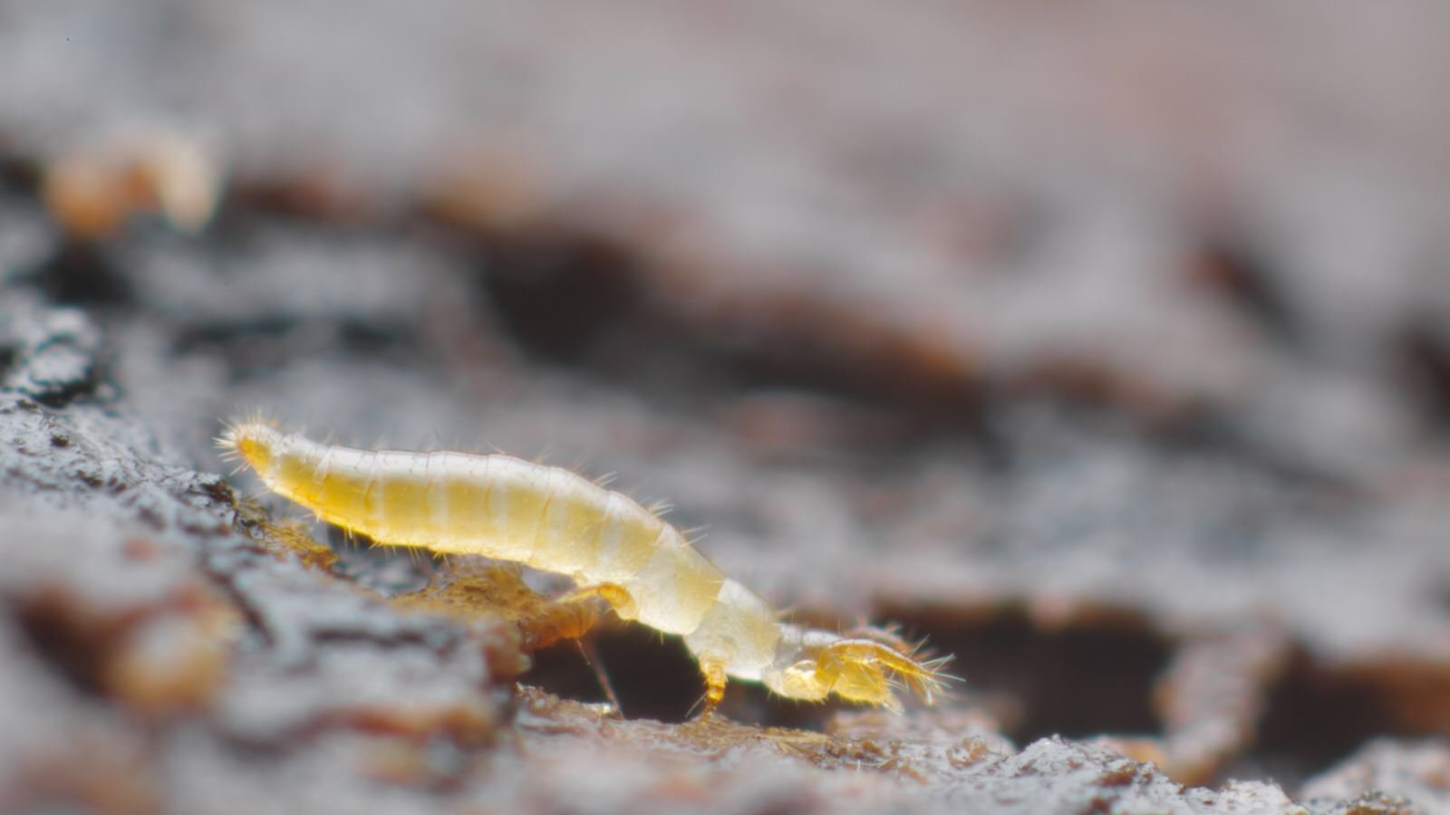 How to photograph springtails: the secrets of extreme macro - A Chaos ...