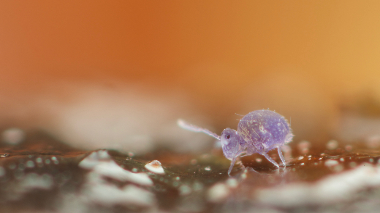 A blog about Collembola, soil animals and me - A Chaos of Delight