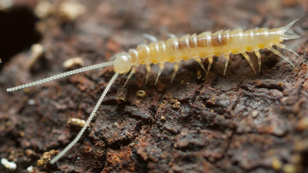 All about Symphyla - A Chaos of Delight