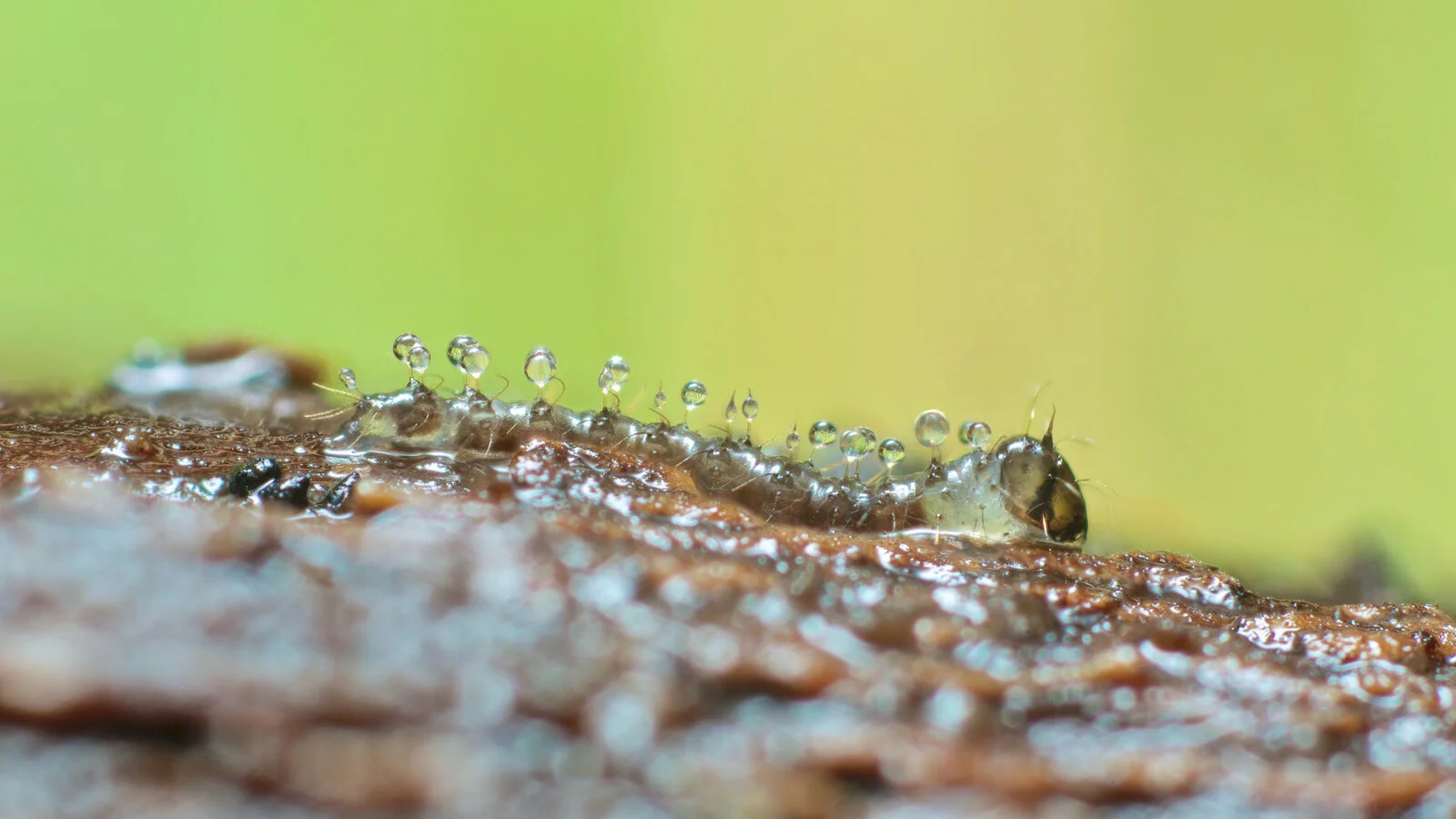 Photo links to the soil mesofauna - A Chaos of Delight