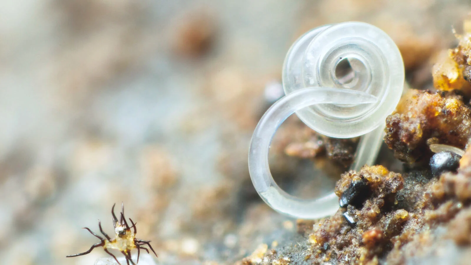 Photo links to the soil mesofauna - A Chaos of Delight