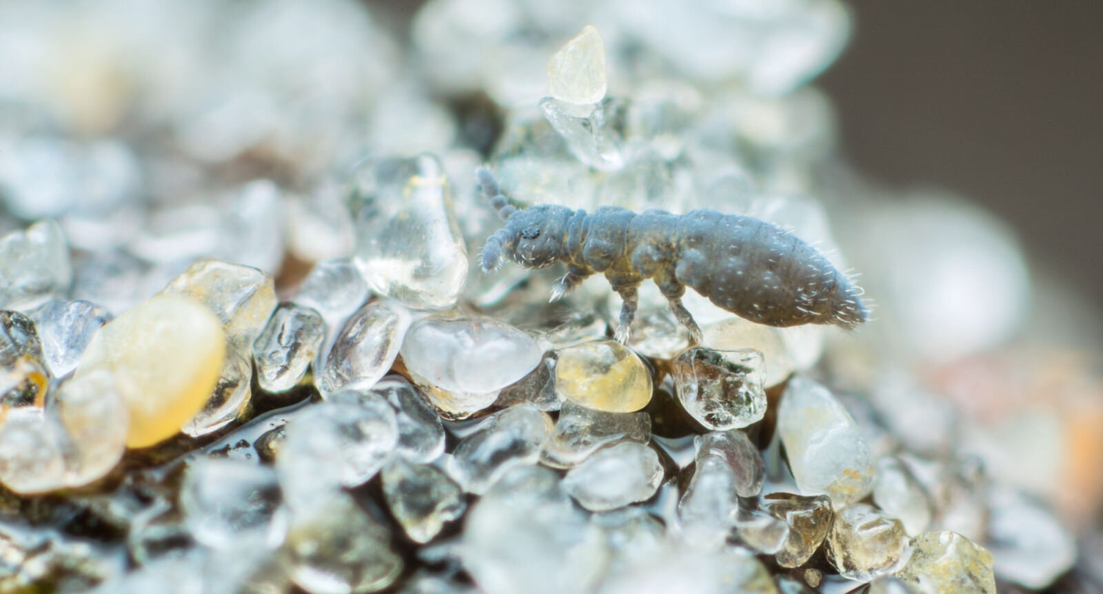 All about Collembola/springtails- Entomobryomorpha - A Chaos of Delight