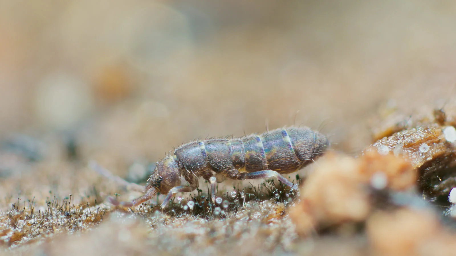 All about Collembola/springtails- Entomobryomorpha - A Chaos of Delight