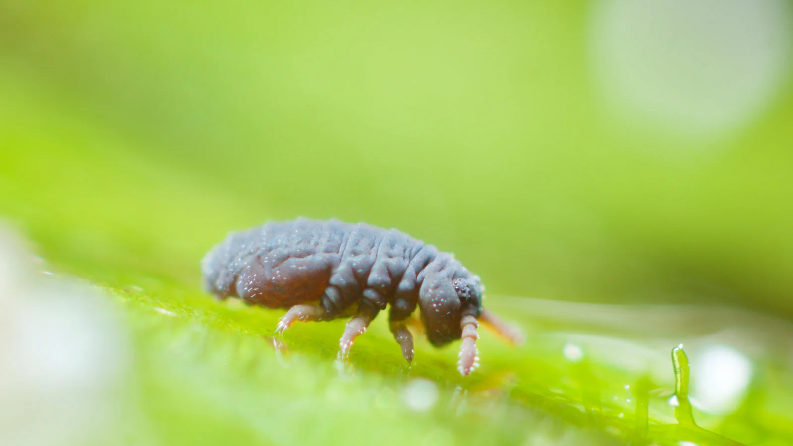 All about Collembola/springtails- Poduromorpha - A Chaos of Delight