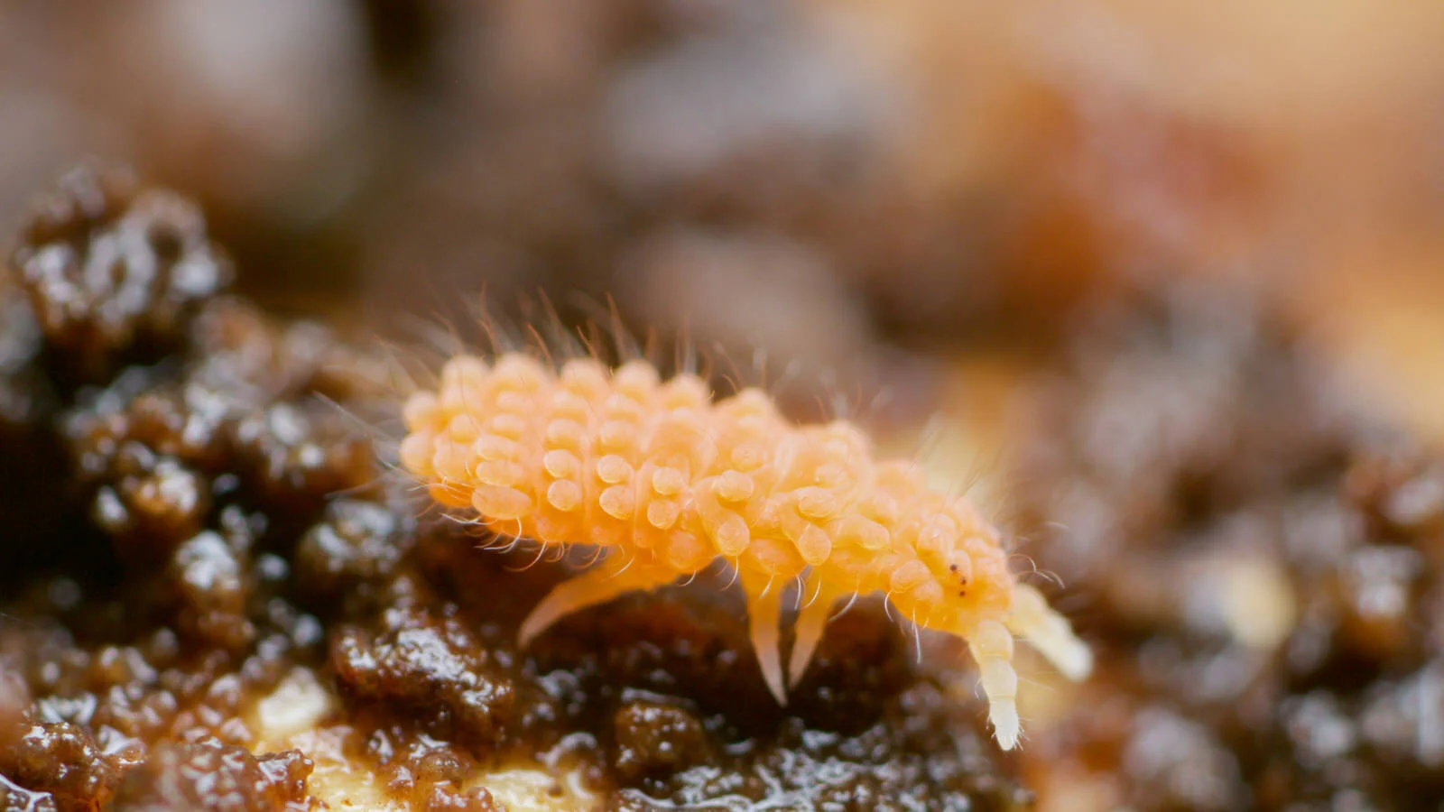 All about Collembola/springtails- Poduromorpha - A Chaos of Delight