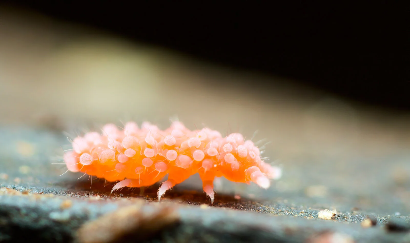All about Collembola/springtails- Poduromorpha - A Chaos of Delight