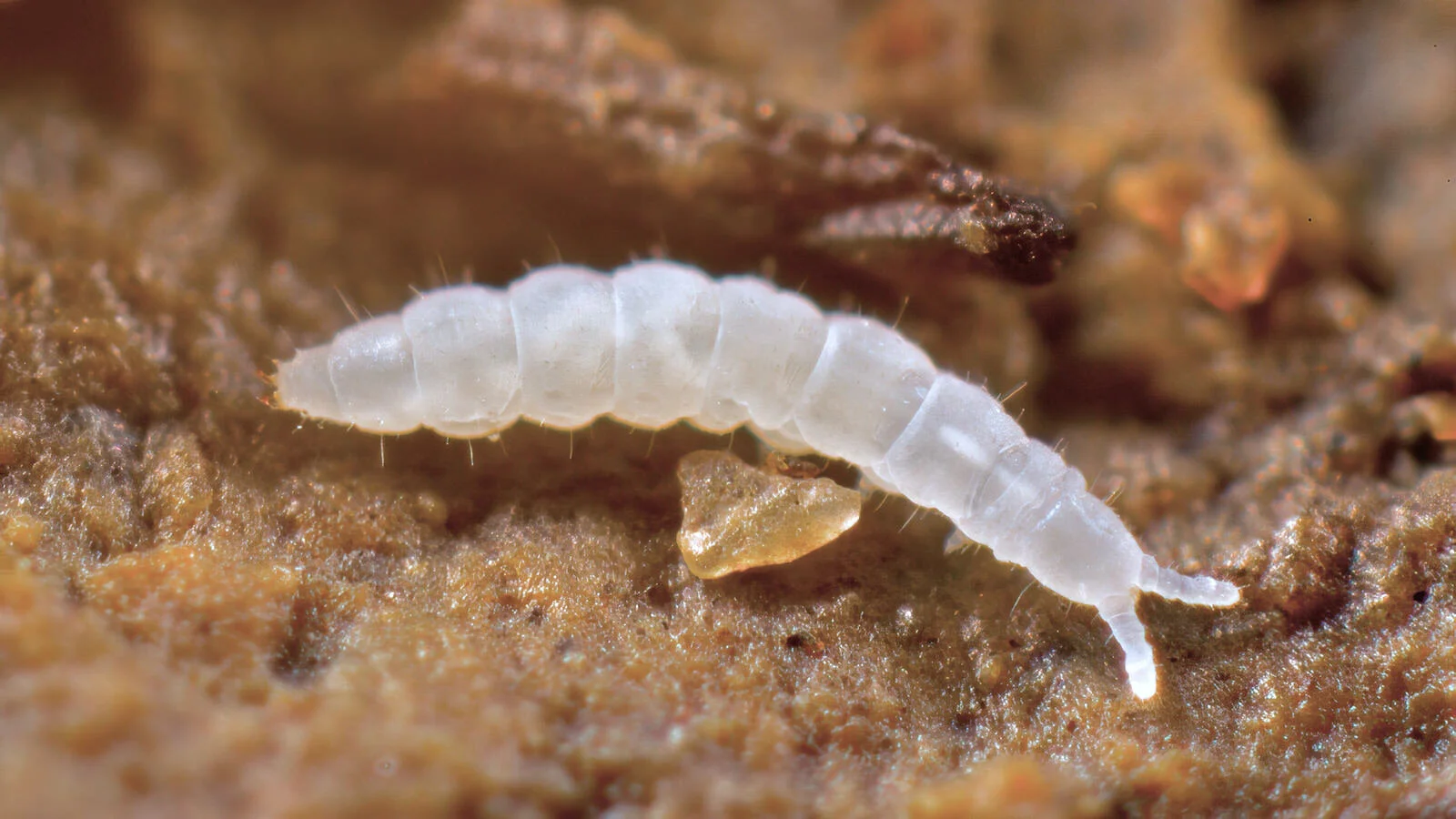 All about Collembola/springtails- Poduromorpha - A Chaos of Delight