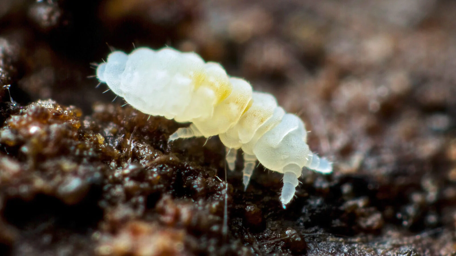 All about Collembola/springtails — A Chaos of Delight