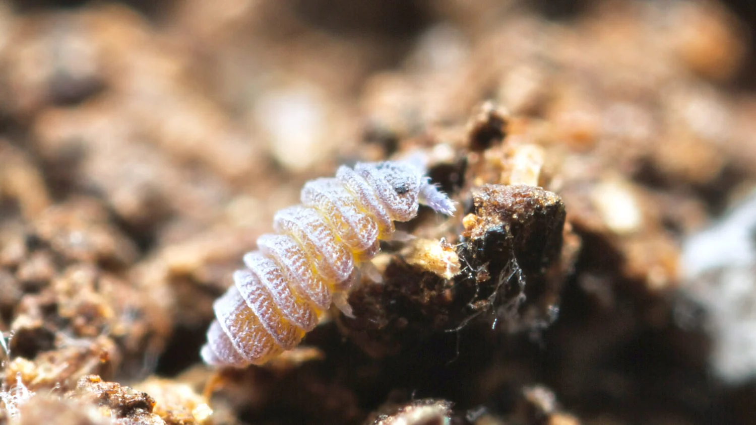 All about Collembola/springtails- Poduromorpha - A Chaos of Delight