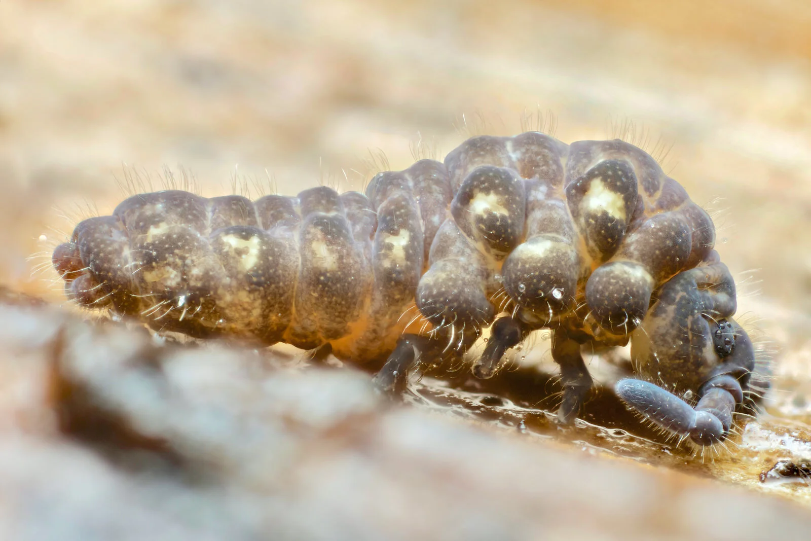All about Collembola/springtails- Poduromorpha - A Chaos of Delight