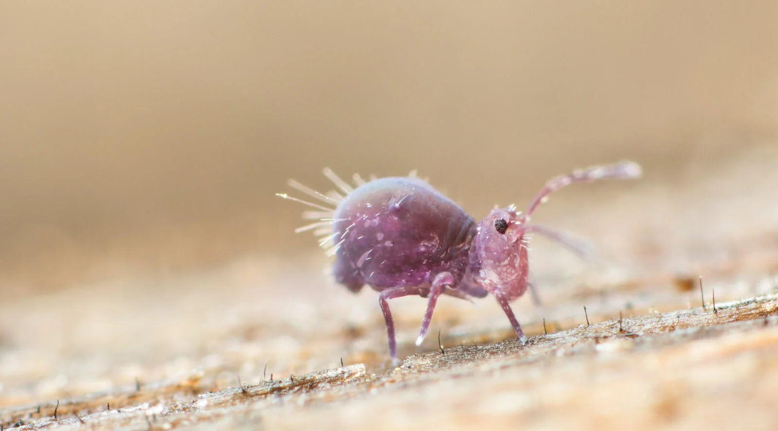All about Collembola/springtails- Symphypleona - A Chaos of Delight