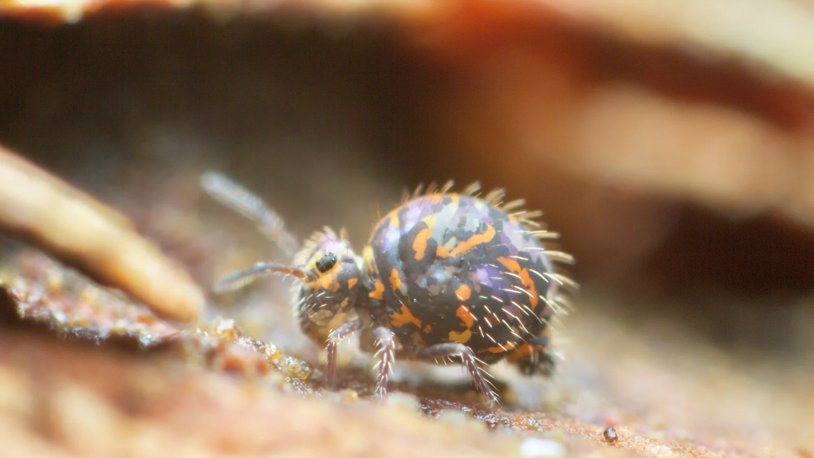 All about Collembola/springtails- Symphypleona - A Chaos of Delight