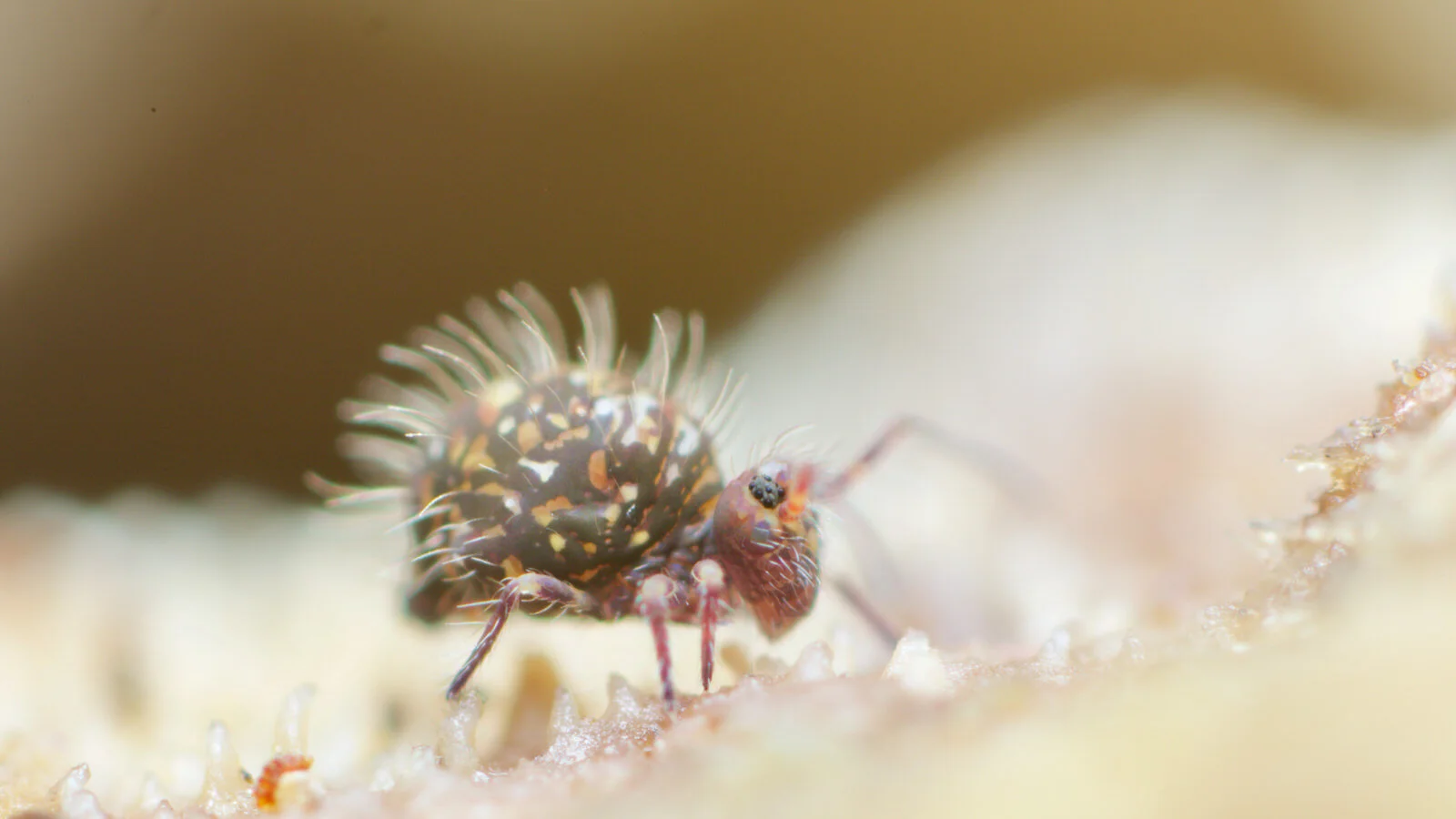 All about Collembola/springtails- Symphypleona - A Chaos of Delight