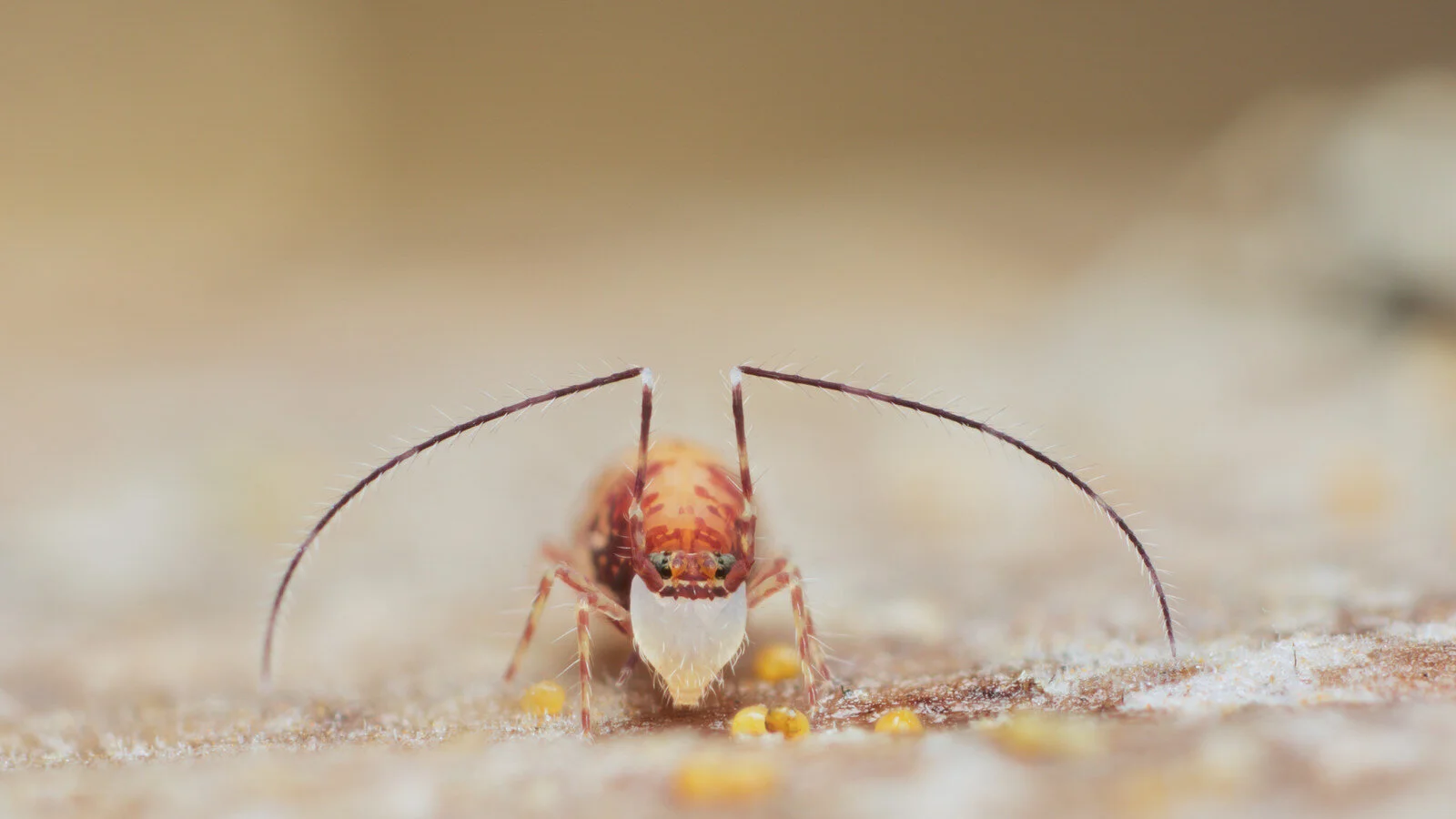 All about Collembola/springtails- Symphypleona - A Chaos of Delight