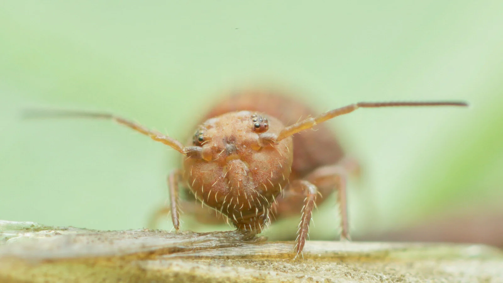 All about Collembola/springtails- Symphypleona - A Chaos of Delight