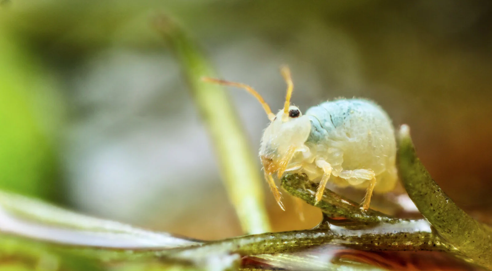 All about Collembola/springtails- Symphypleona - A Chaos of Delight