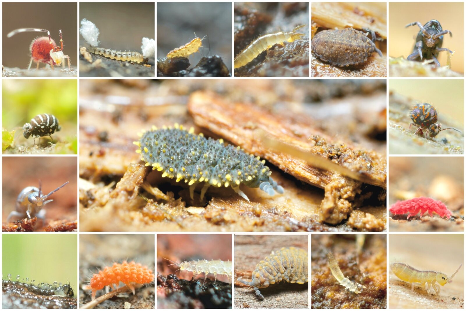 Science and soil mesofauna- an overview - A Chaos of Delight