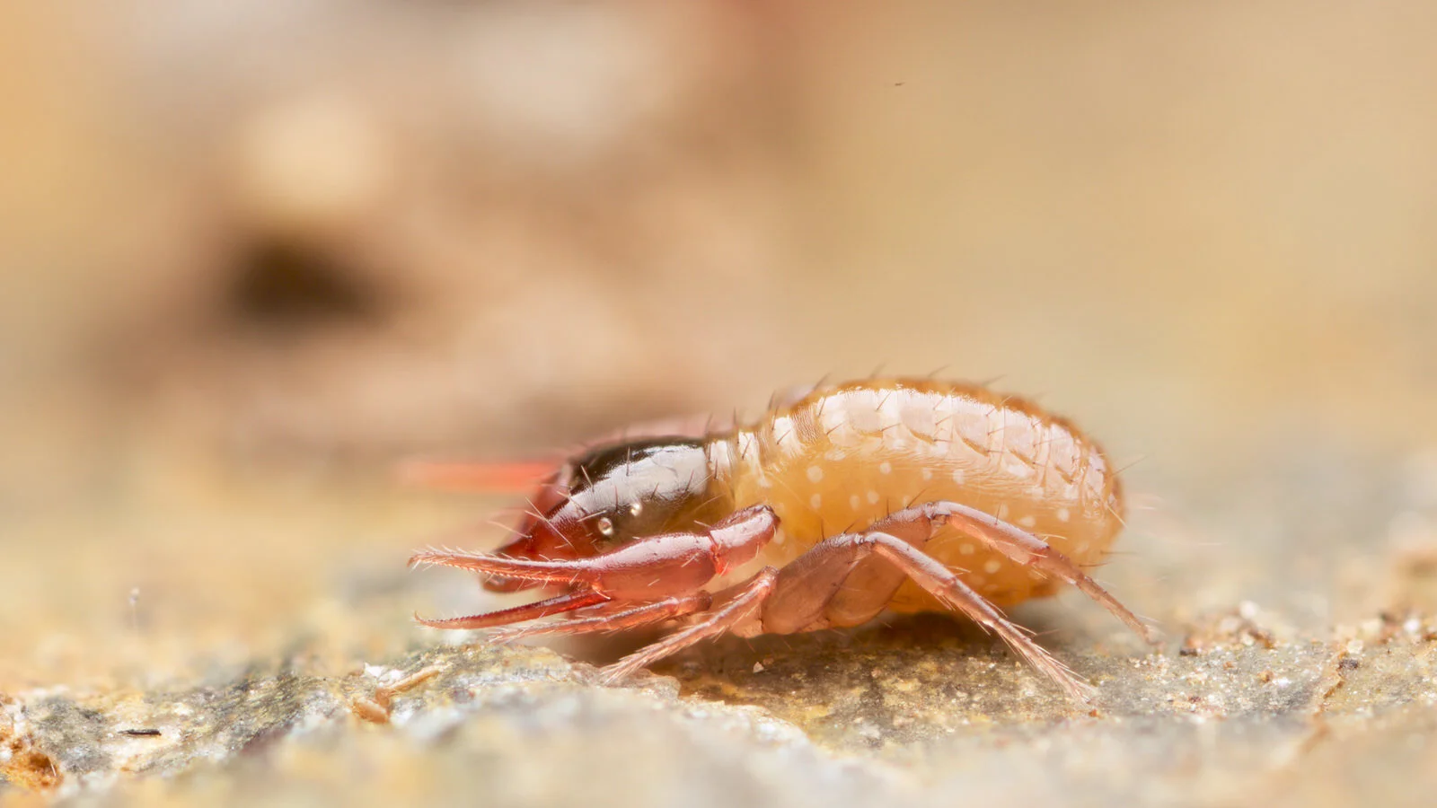 All about pseudoscorpions - A Chaos of Delight