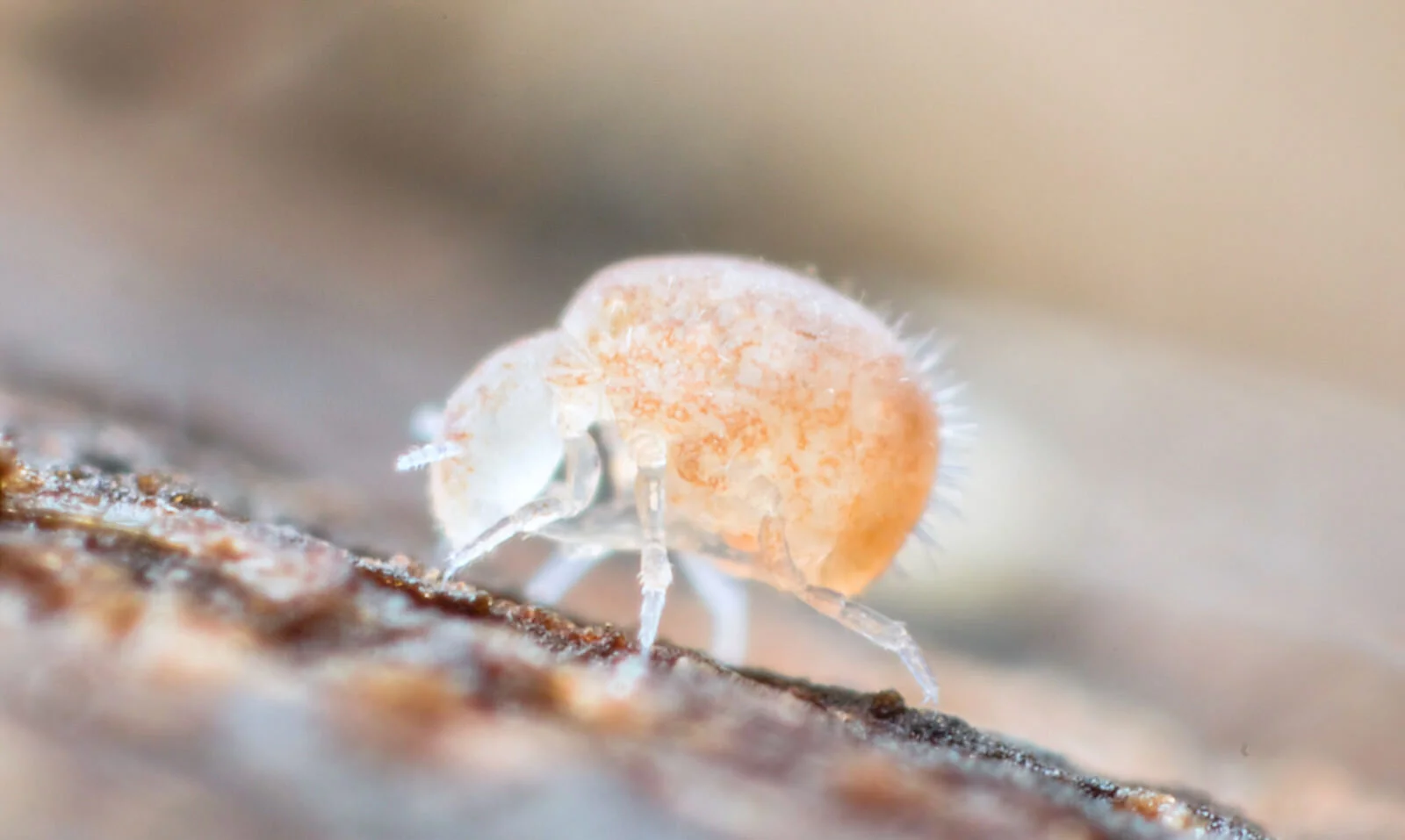 All about Collembola/springtails- Neelipleona - A Chaos of Delight
