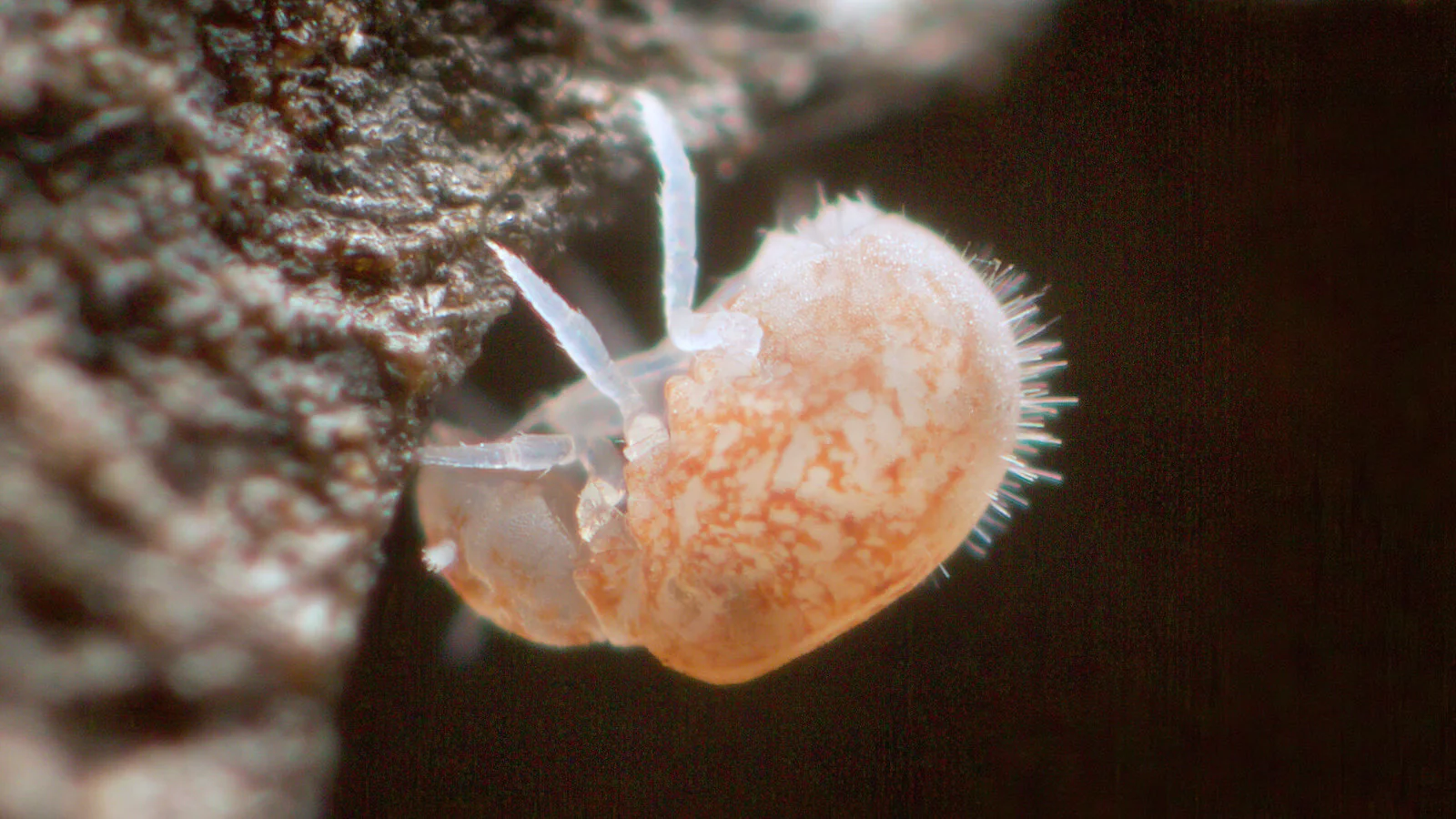 All about Collembola/springtails- Neelipleona - A Chaos of Delight