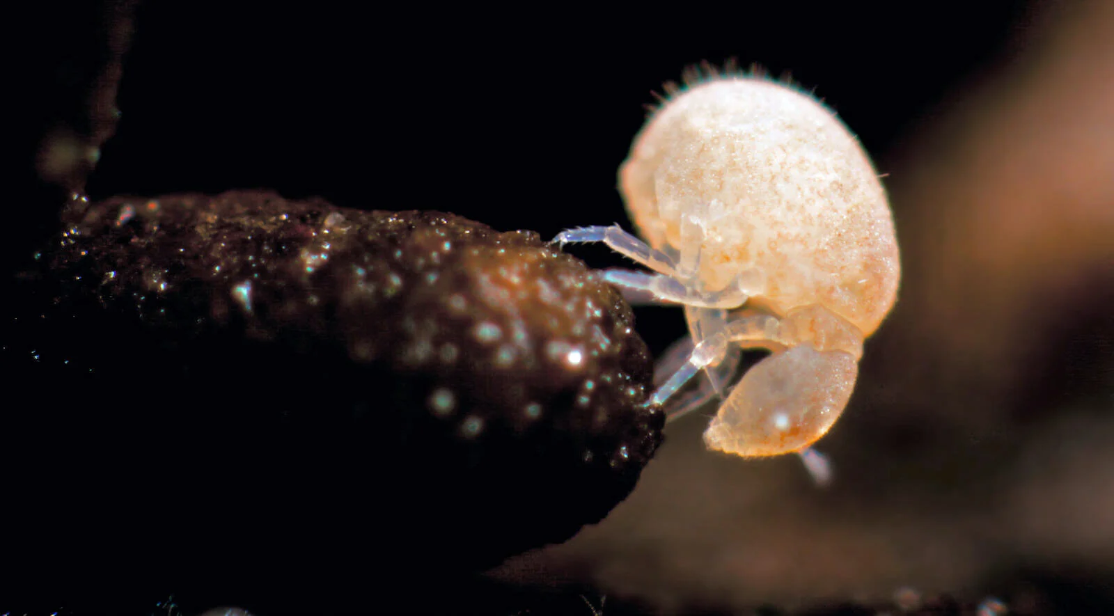 All about Collembola/springtails- Neelipleona - A Chaos of Delight