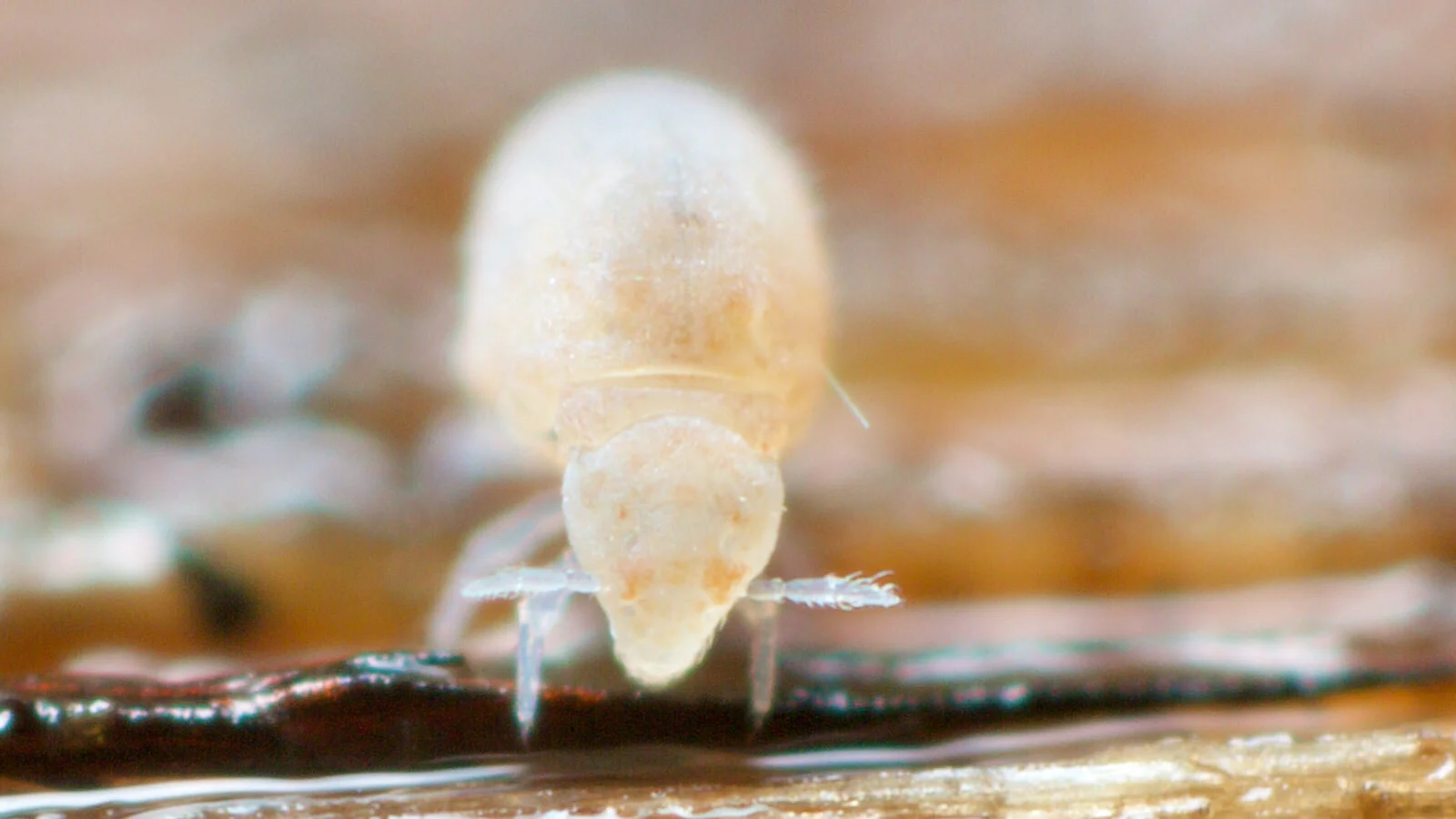 All about Collembola/springtails- Neelipleona - A Chaos of Delight