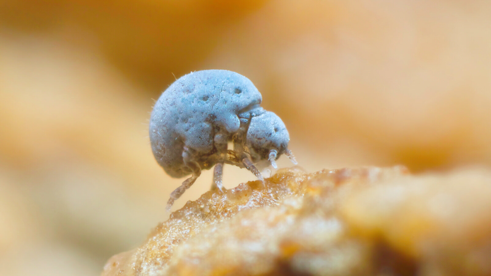 All about Collembola/springtails- Neelipleona - A Chaos of Delight