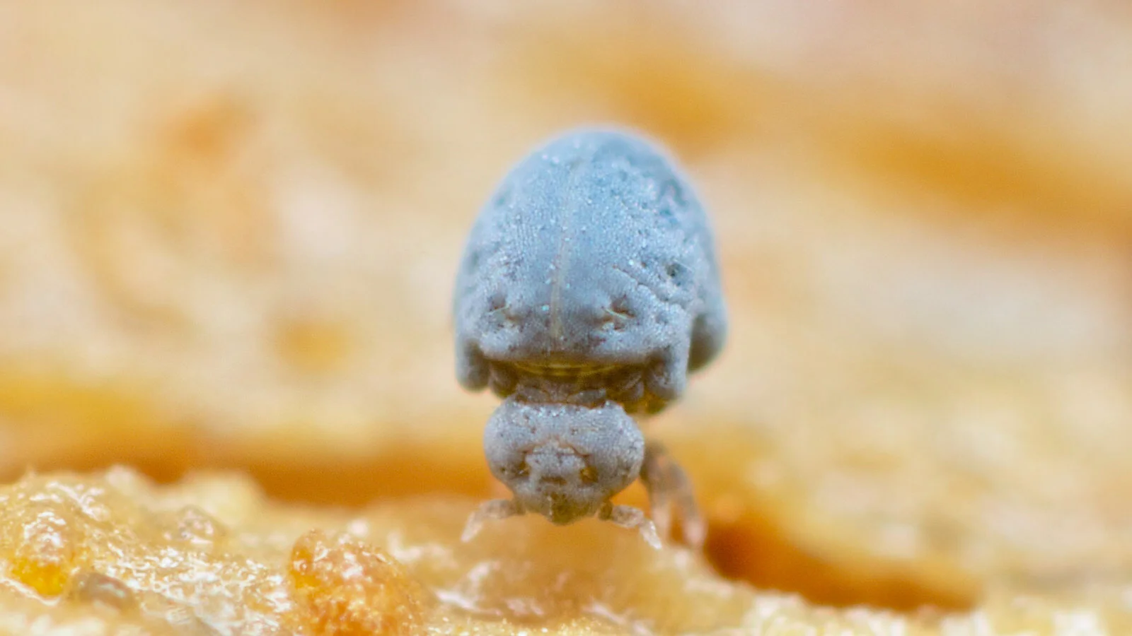 All about Collembola/springtails- Neelipleona - A Chaos of Delight