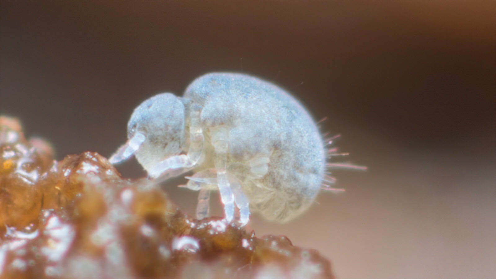 All about Collembola/springtails- Neelipleona - A Chaos of Delight