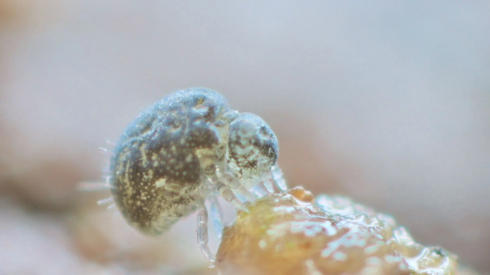 All about Collembola/springtails- Neelipleona - A Chaos of Delight