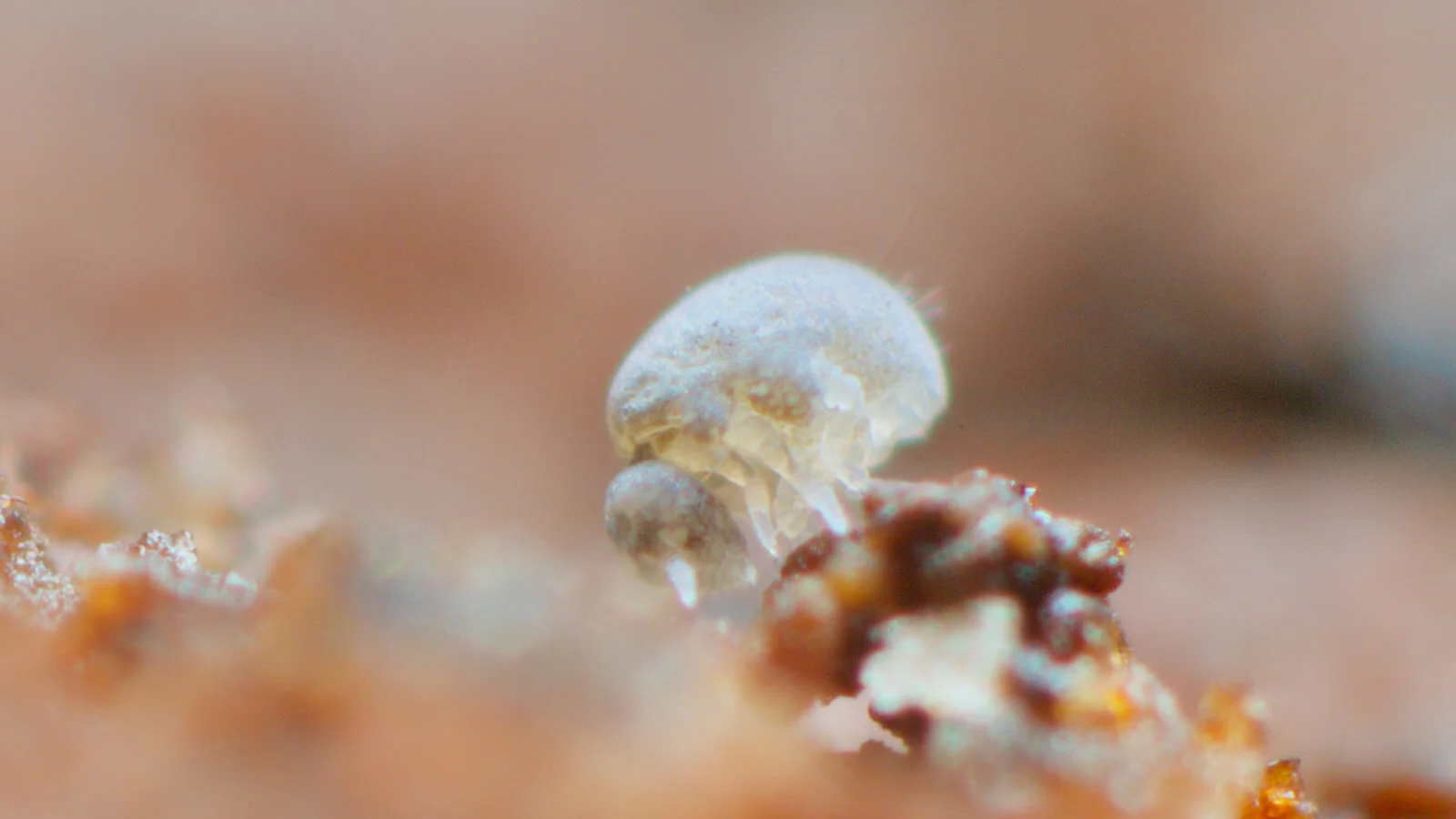 All about Collembola/springtails- Neelipleona - A Chaos of Delight