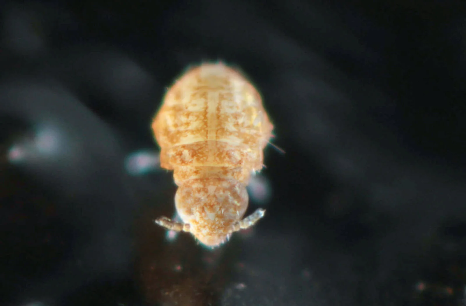 All about Collembola/springtails- Neelipleona - A Chaos of Delight