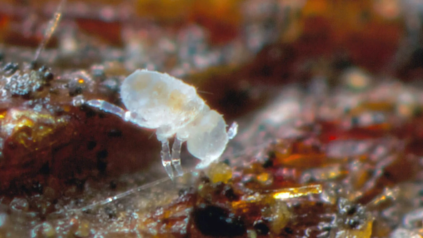 All about Collembola/springtails- Neelipleona - A Chaos of Delight