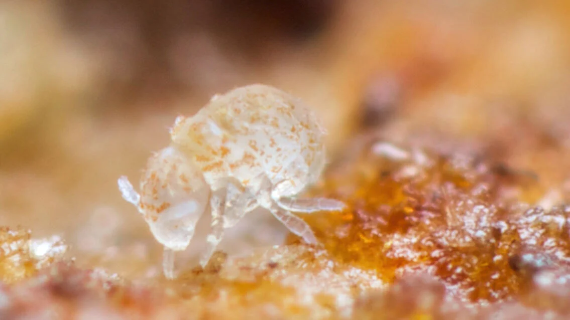All about Collembola/springtails- Neelipleona - A Chaos of Delight
