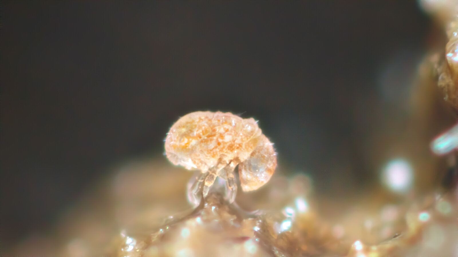 All about Collembola/springtails- Neelipleona - A Chaos of Delight