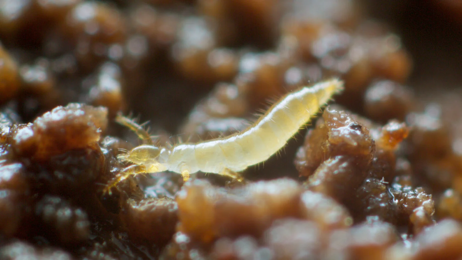 All about Protura - A Chaos of Delight