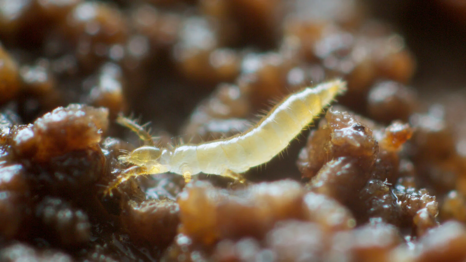 All about Protura - A Chaos of Delight