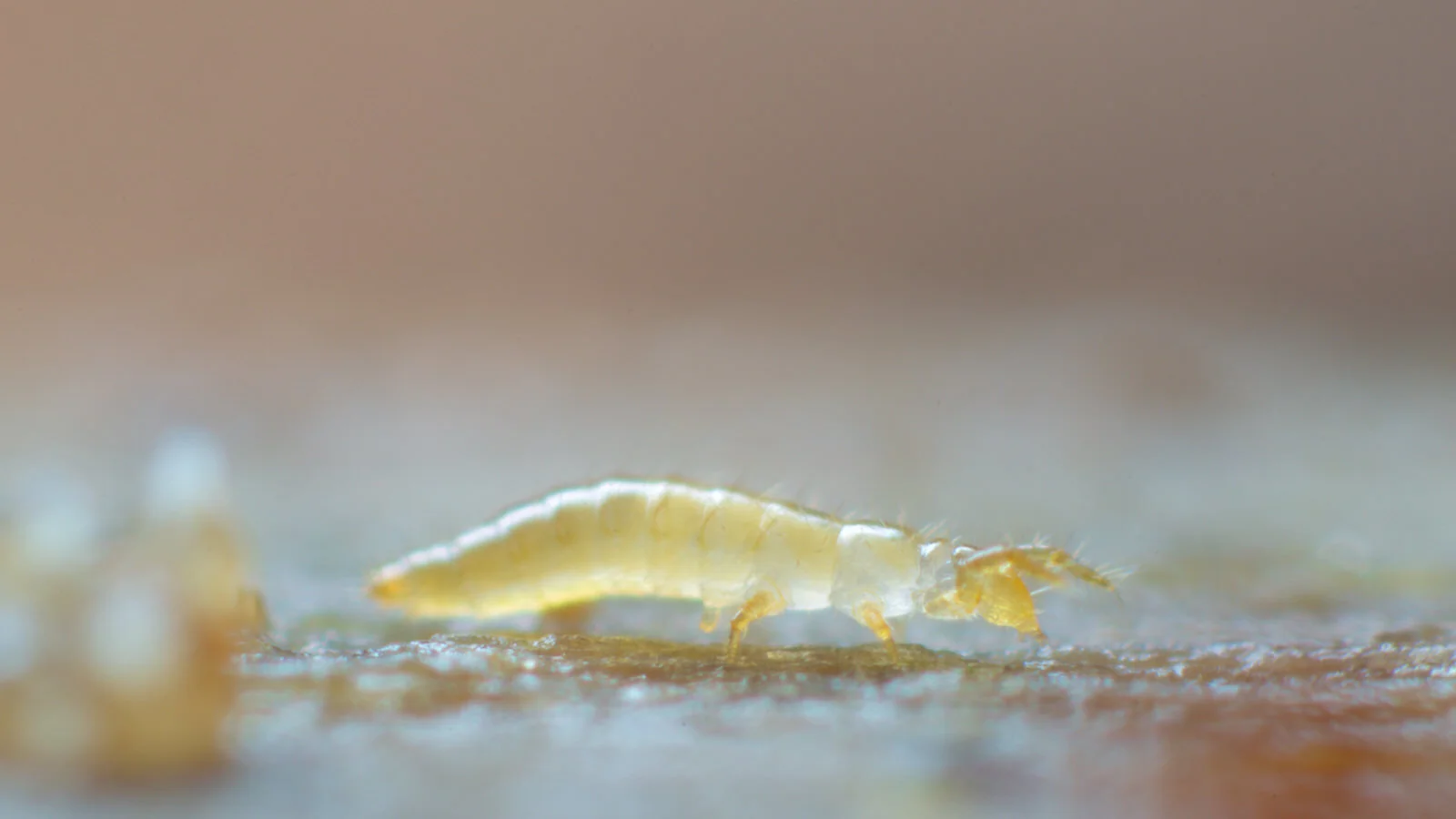 Protura Telsontails Proturans