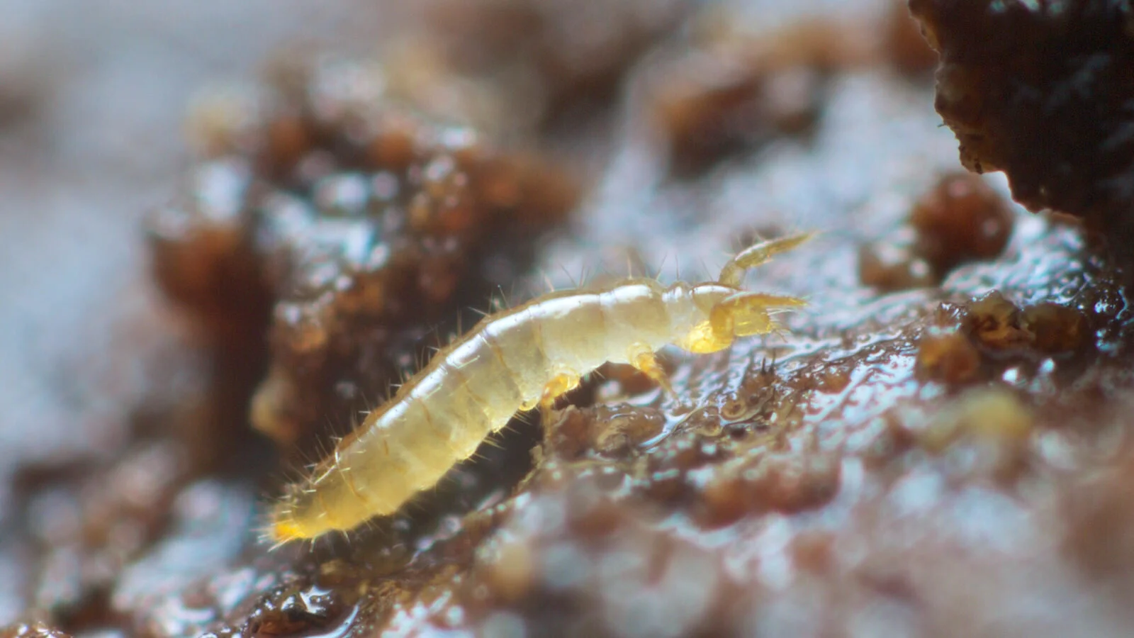 All about Protura - A Chaos of Delight