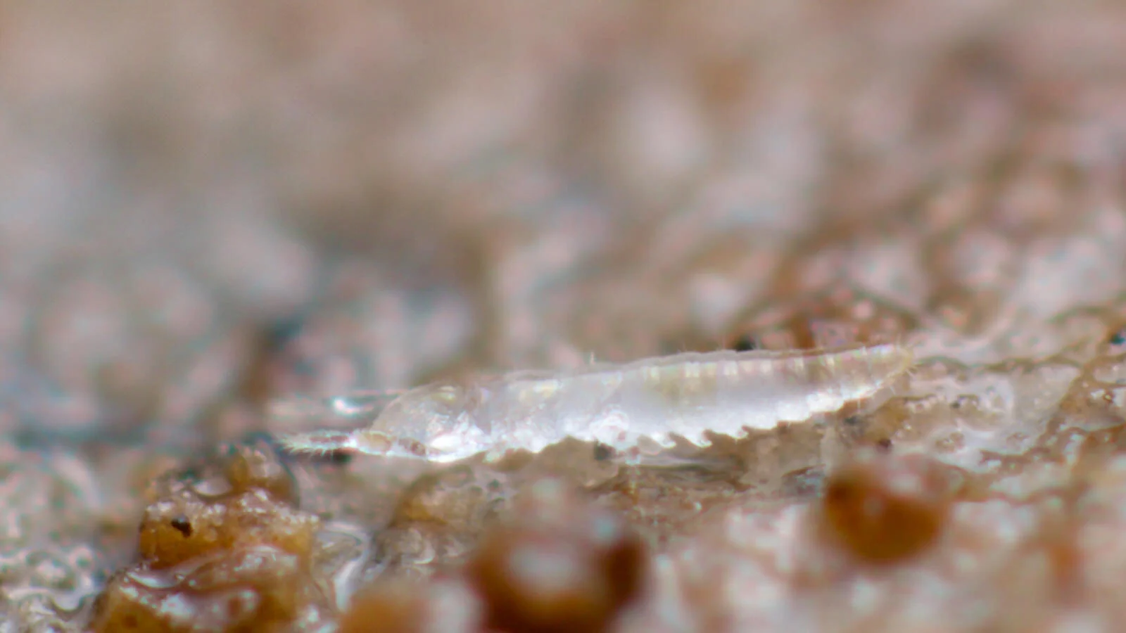 All about Protura - A Chaos of Delight