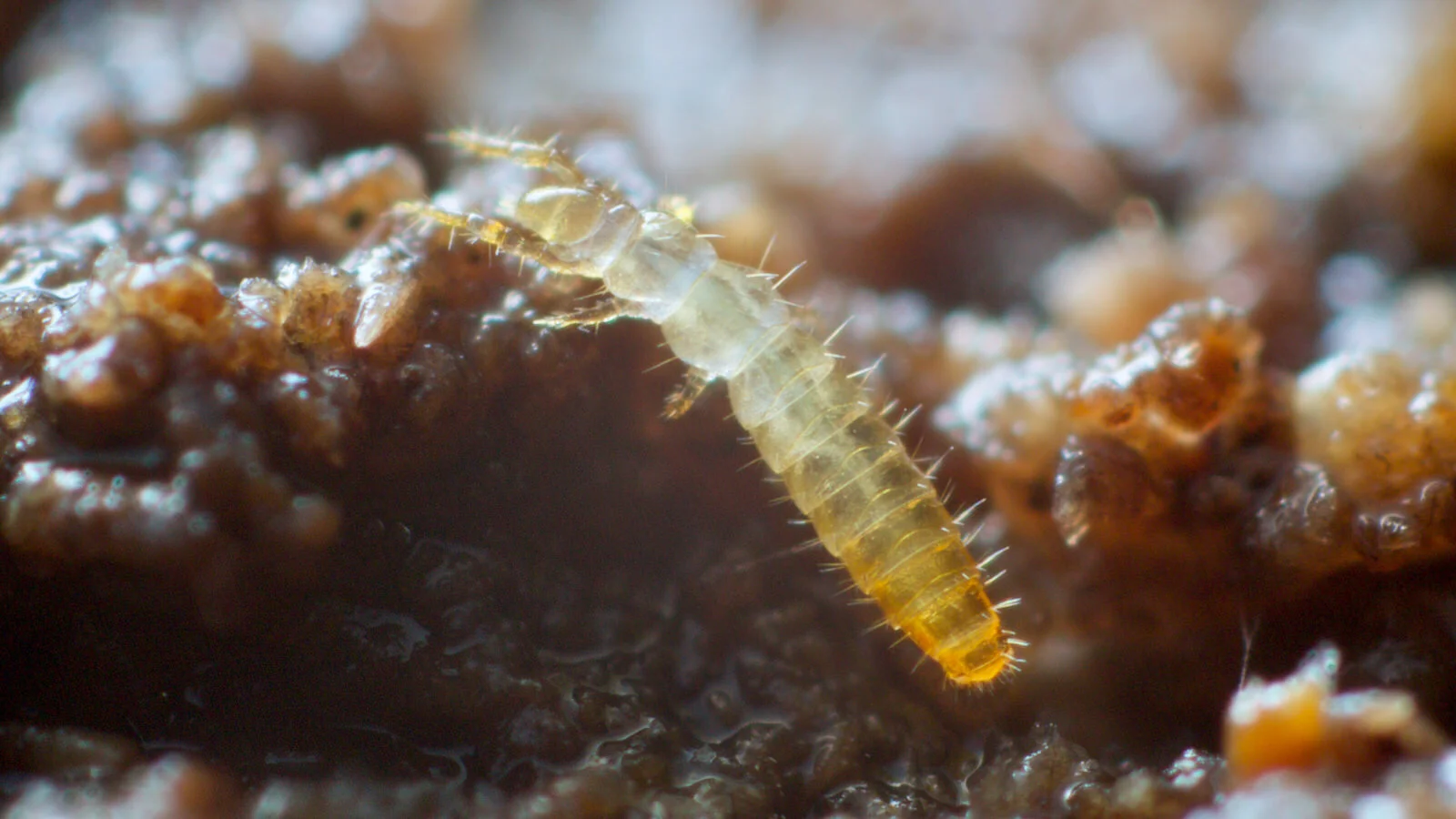 All about Protura - A Chaos of Delight