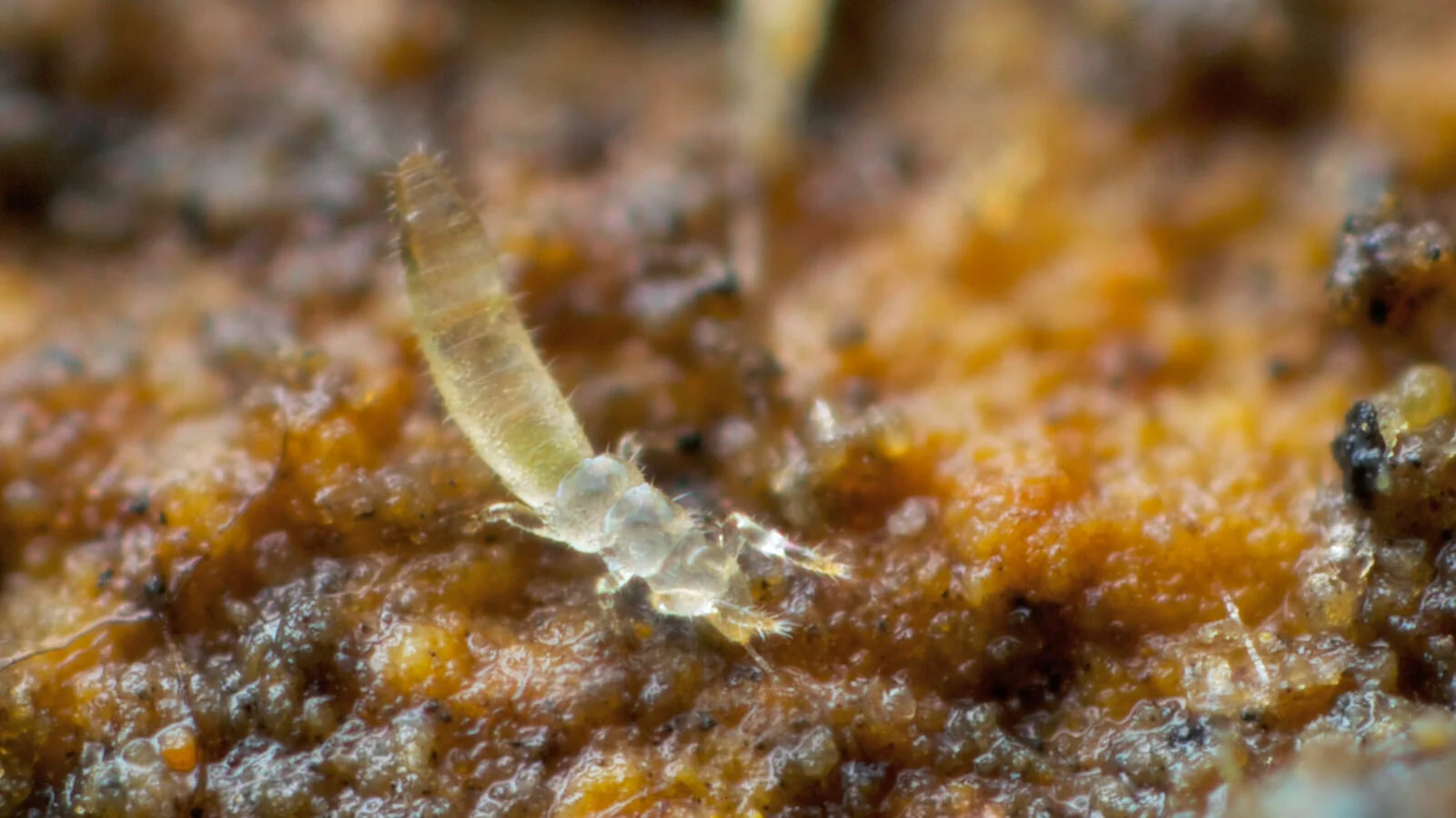 All about Protura - A Chaos of Delight