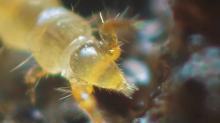 All about Protura - A Chaos of Delight