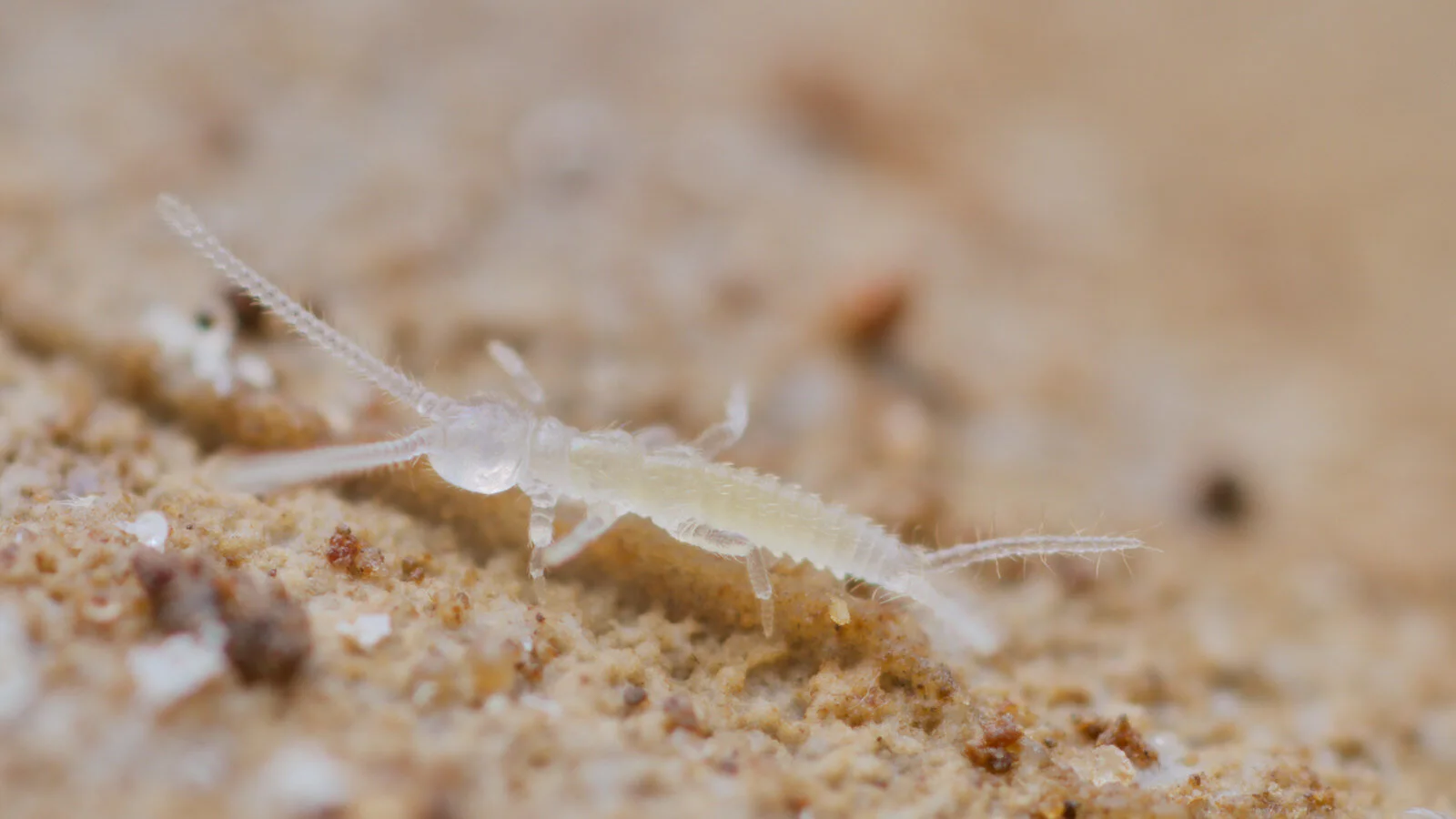 All about Diplura - A Chaos of Delight