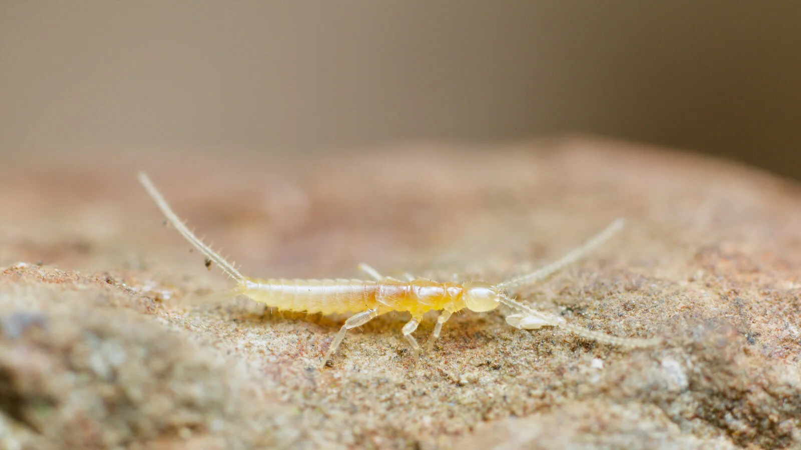 All about Diplura - A Chaos of Delight