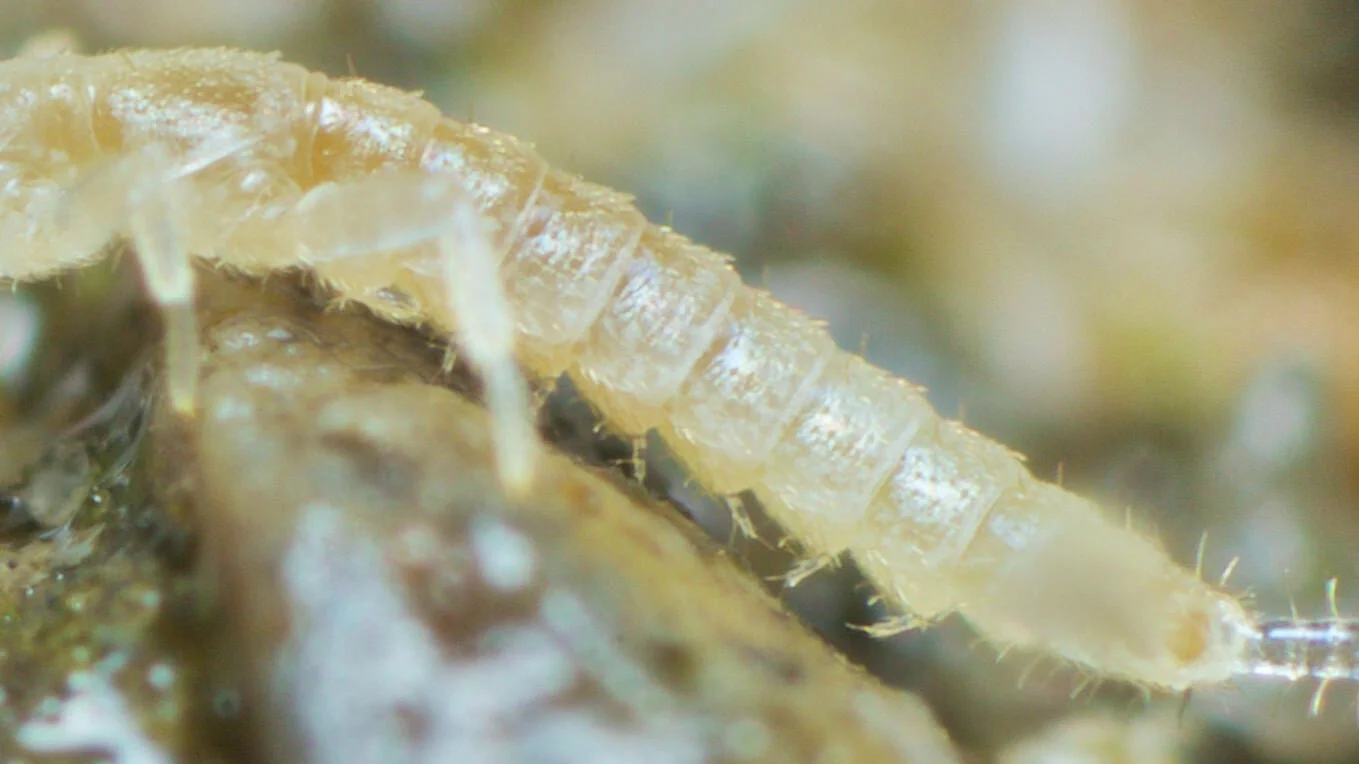 All about Diplura - A Chaos of Delight