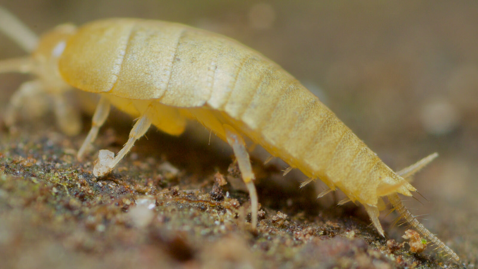 All about Diplura - A Chaos of Delight