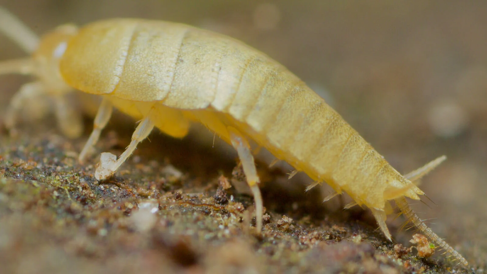 All about Diplura - A Chaos of Delight